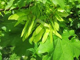 Wholesale and Retail Trees for Sale in Snohomish, WA