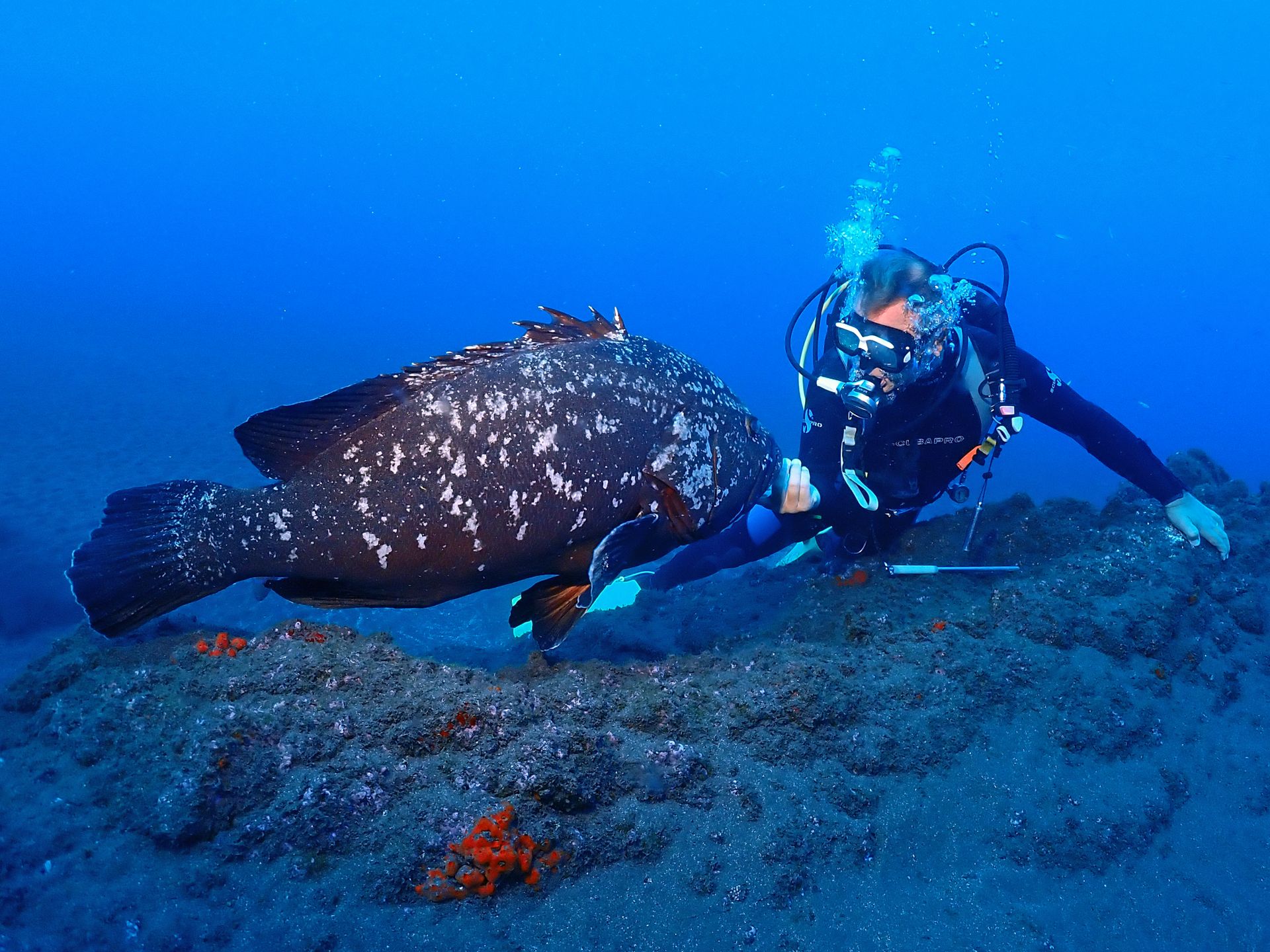 Where to dive in Madeira Island, the best dive sites.
