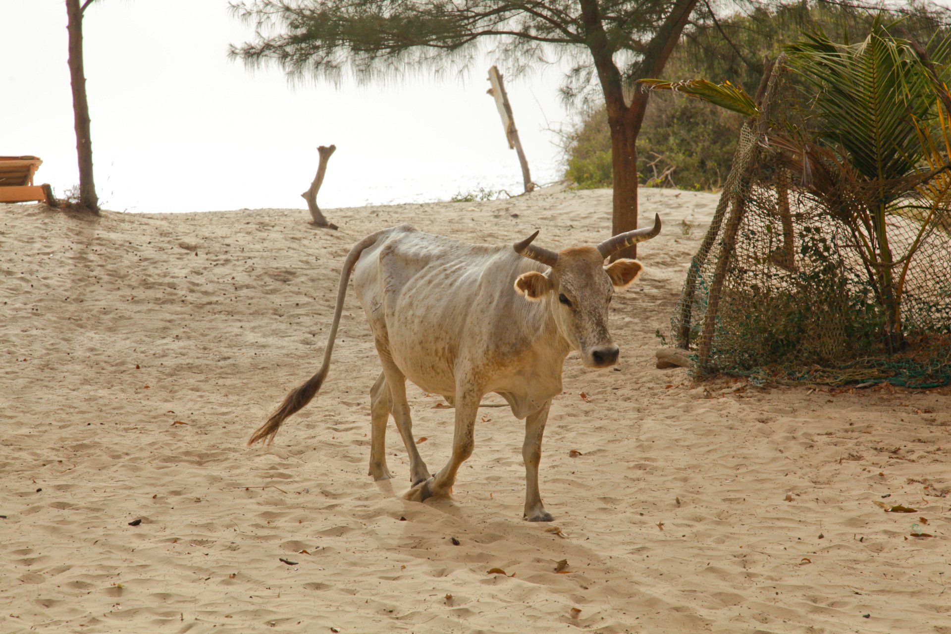 Jinack Lodge, Jinack Island, The Gambia. Authentic African Holiday