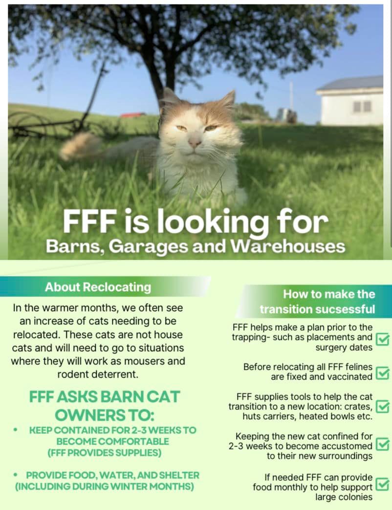 Felines & Friends Foundation of Vermont | Home