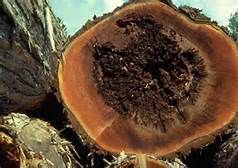 Heart Rot | Billings, MT | Green Magic