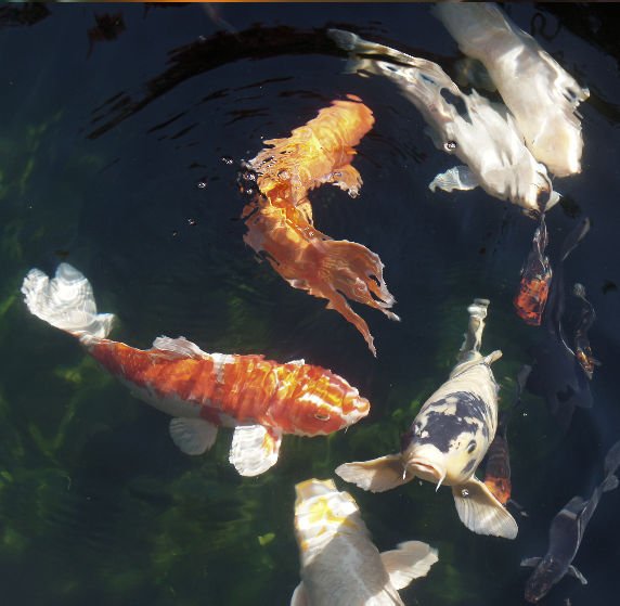 Home [www.shokoifishfood.com]