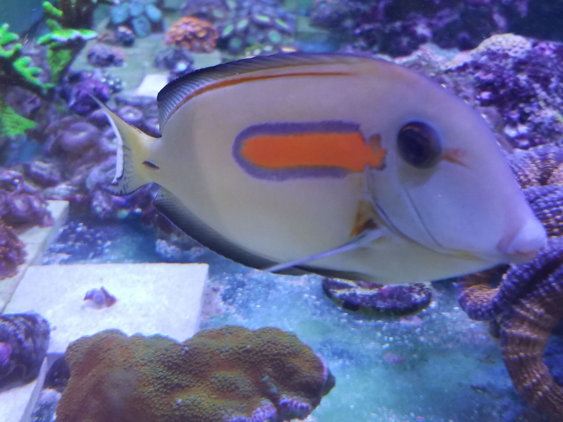 Tank Shots | Treasure State Aquariums