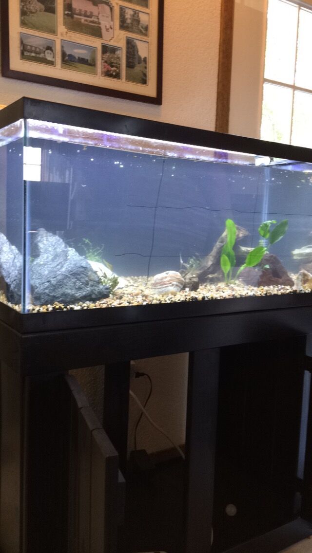 Tank Shots | Treasure State Aquariums