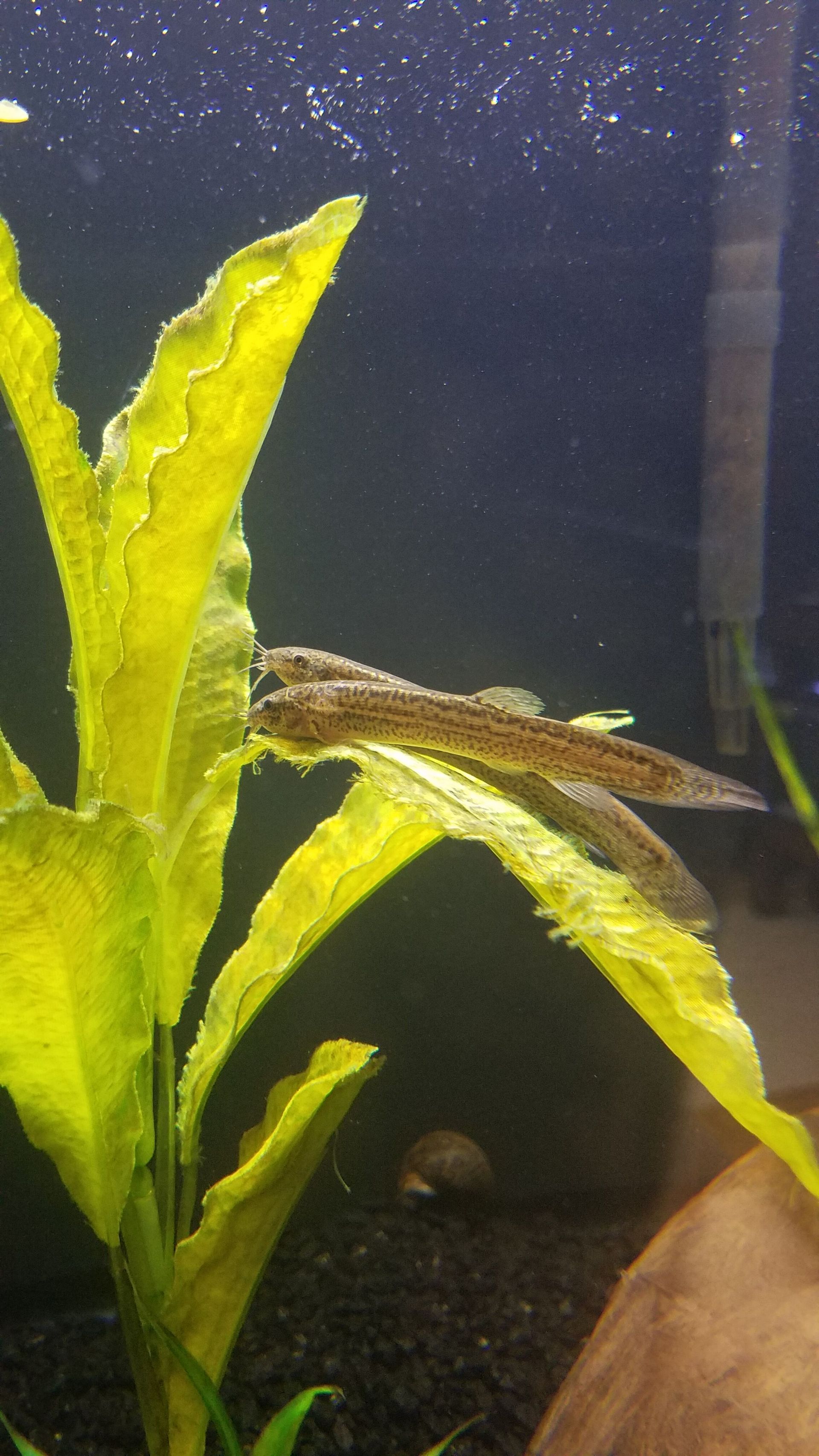 Freshwater | Treasure State Aquariums