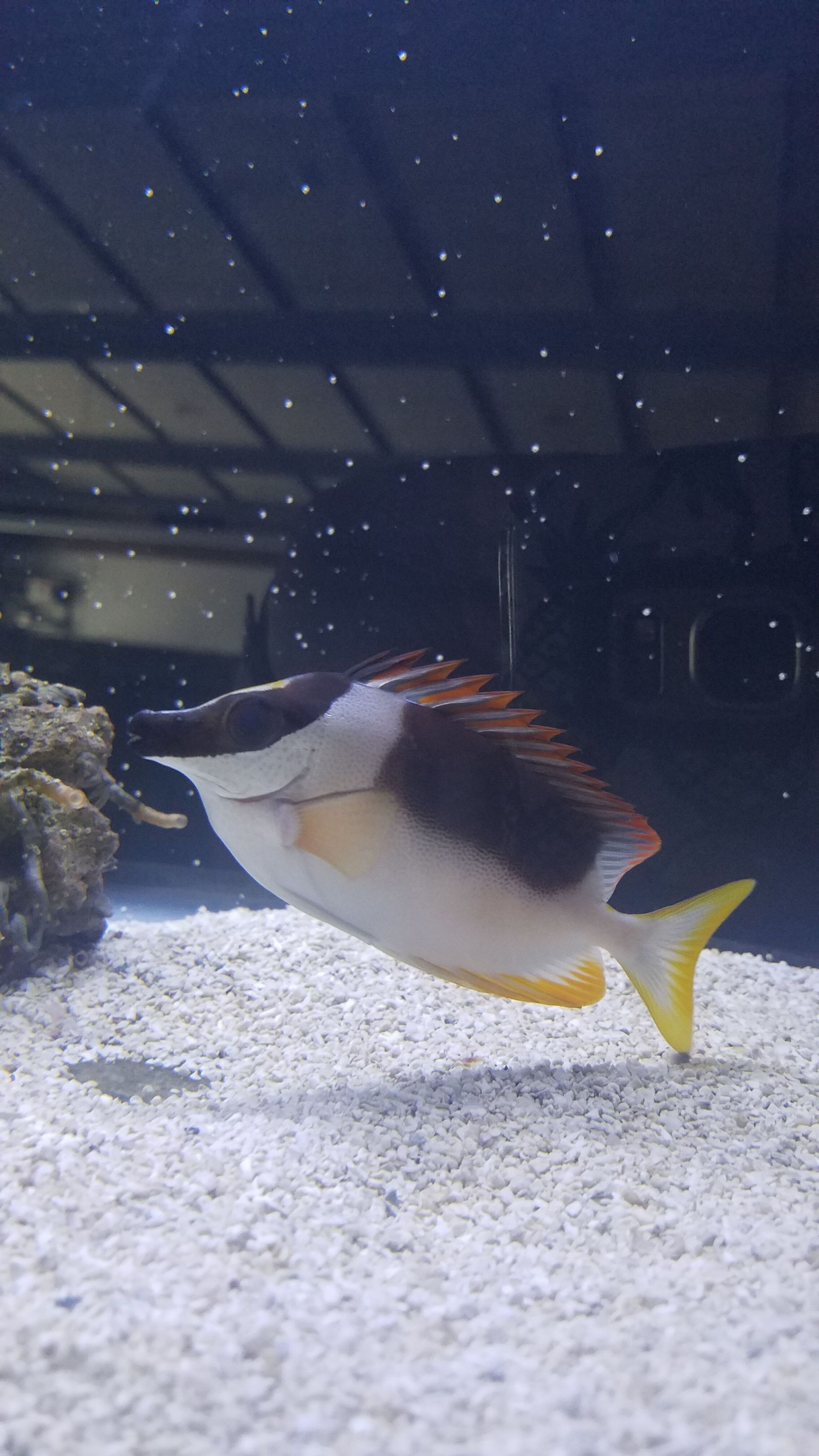 Saltwater Fish | Treasure State Aquariums