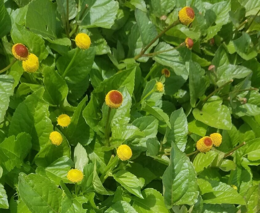 Spilanthes: A Natural Botox Alternative