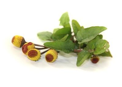 The Marvel of Spilanthes Acmella: A Comprehensive Guide to Its ...