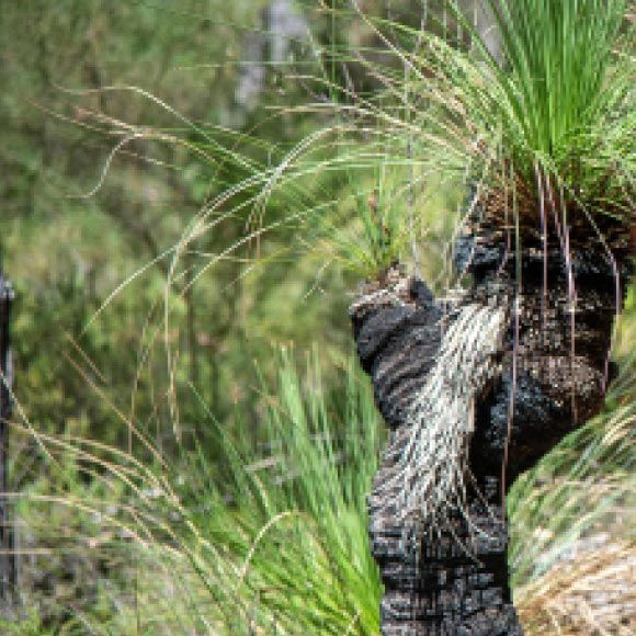 Redleaf Environmental Services