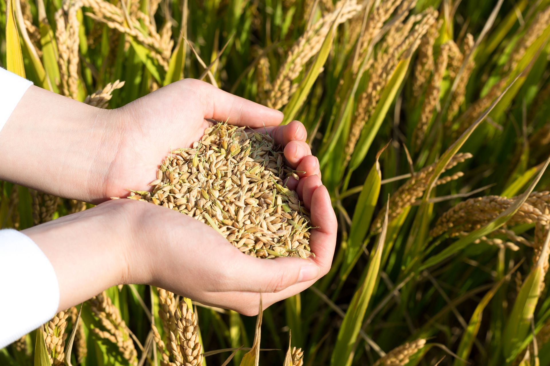 Camgrain | Grain Storage Co-operative