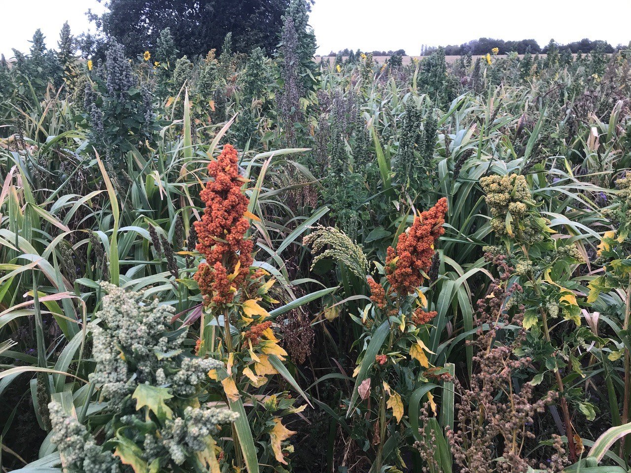 Camgrain | Grain Storage Co-operative | Sustainability