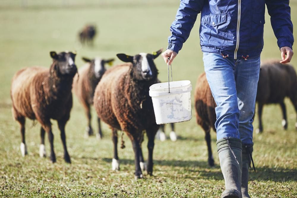 Sheep Food in Kempsey | Kempsey Produce & Saddlery