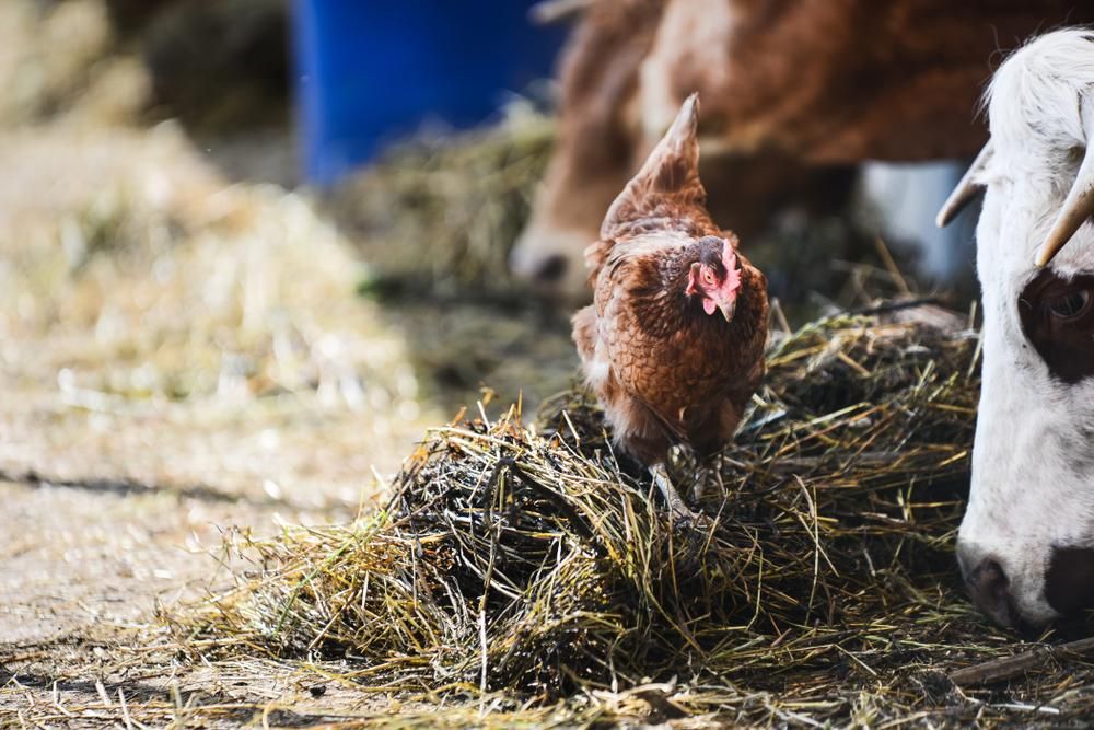 Rural Supplies in Port Macquarie | Kempsey Produce & Saddlery