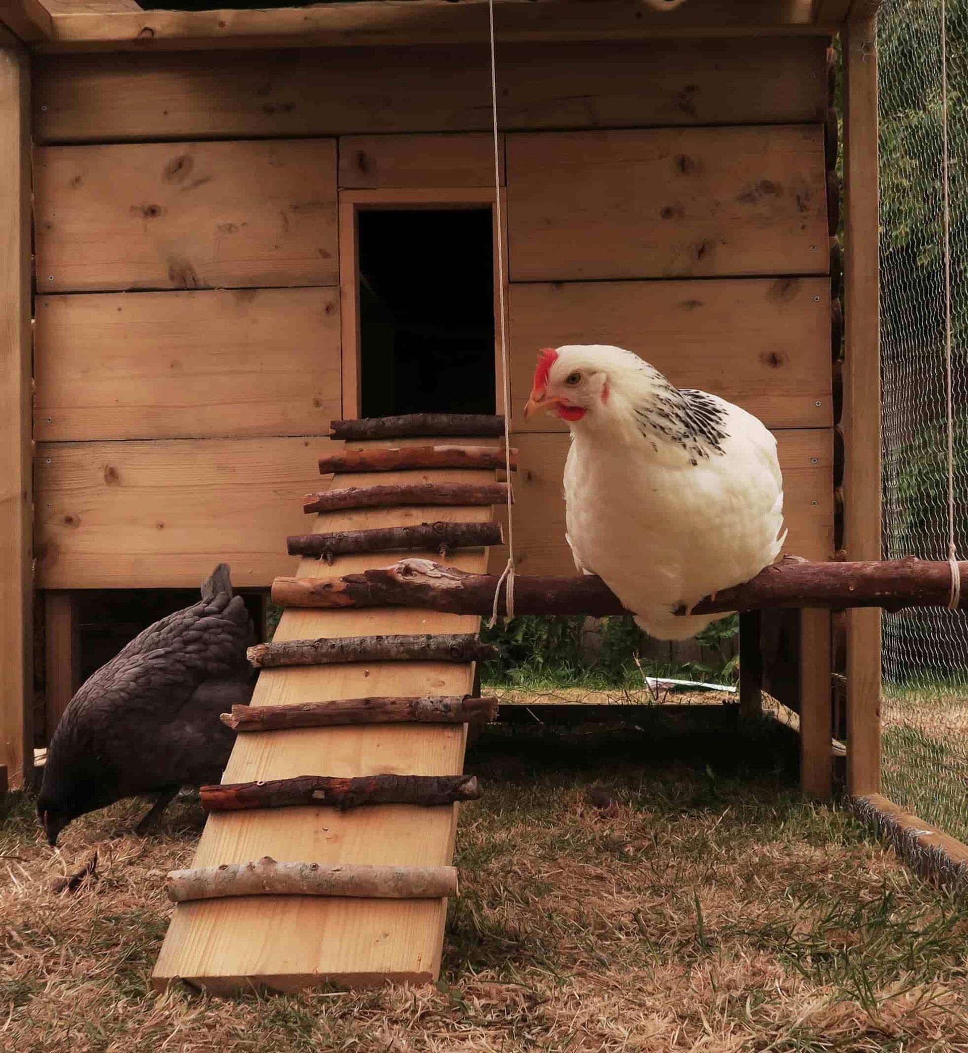 Chicken Coops in Kempsey | Kempsey Produce & Saddlery