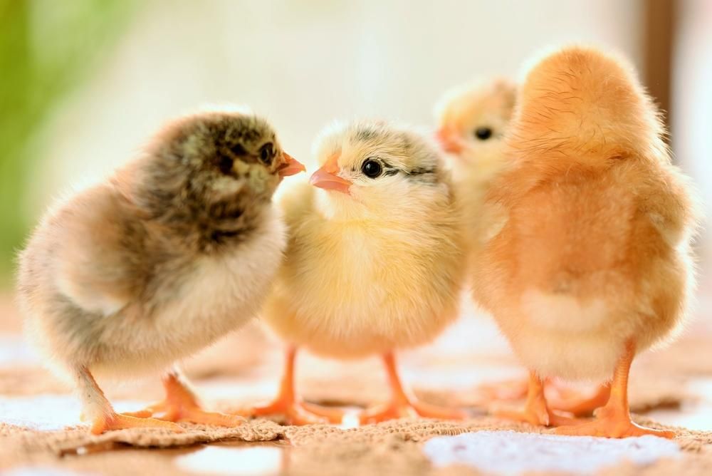 Poultry Supplies in Kempsey | Kempsey Produce & Saddlery