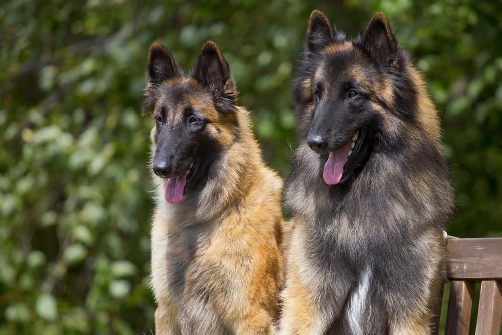 Pet Supplies in Kempsey | Kempsey Produce & Saddlery