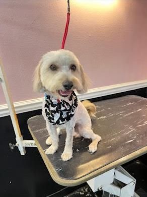 Dog Grooming Rancho Cucamonga