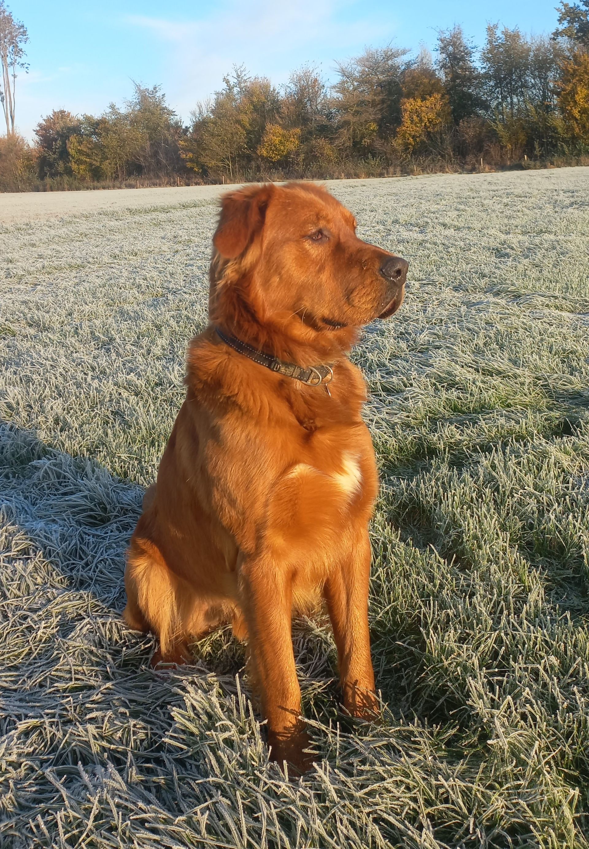 Jonge gezonde Labrador x Berner Sennen overleed na Bravecto