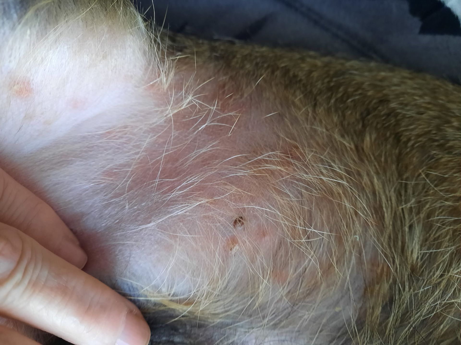 Onze teckel kreeg rode huid, open plekjes en jeuk na Bravecto