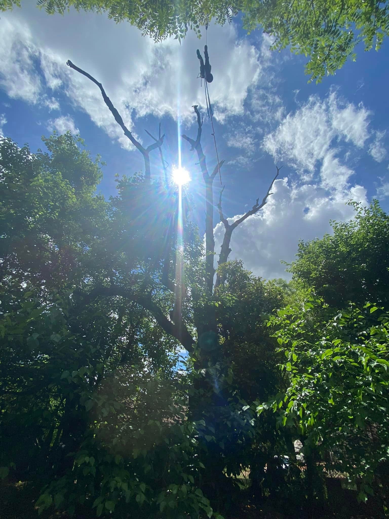 Gallery | Warrior Tree Service LLC - Tree Service