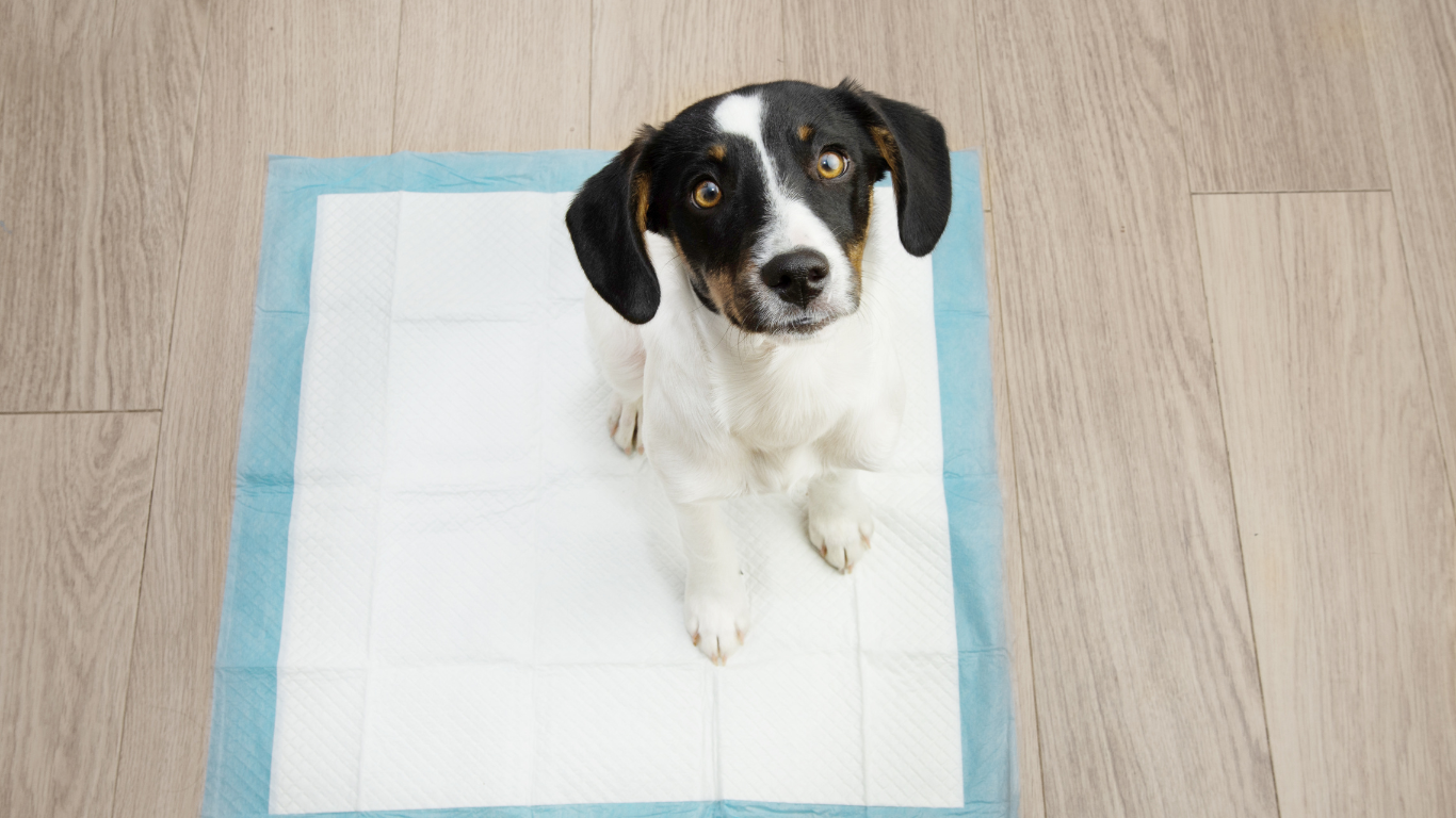 Dog Boarding | Mansfield, TX | 817-326-2561