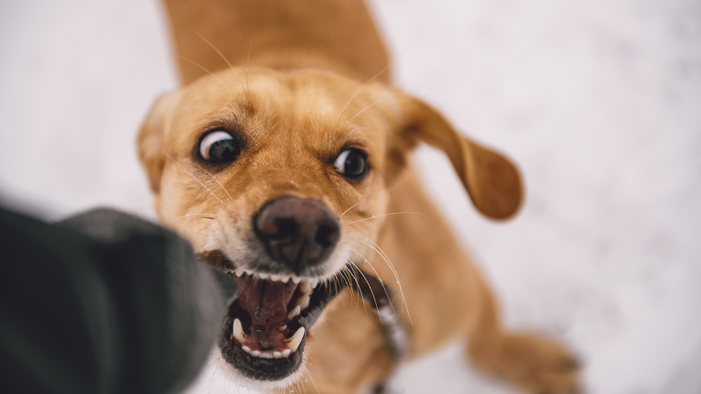 Dog Boarding | Mansfield, TX | 817-326-2561