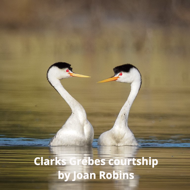 Local Altacal Audubon Photo Contest