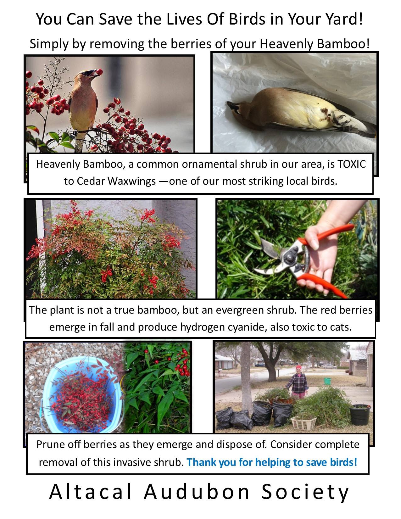 BIRDS