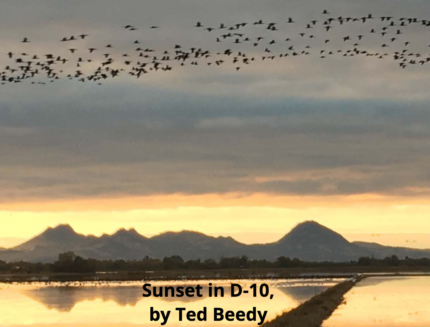 Local Altacal Audubon Photo Contest