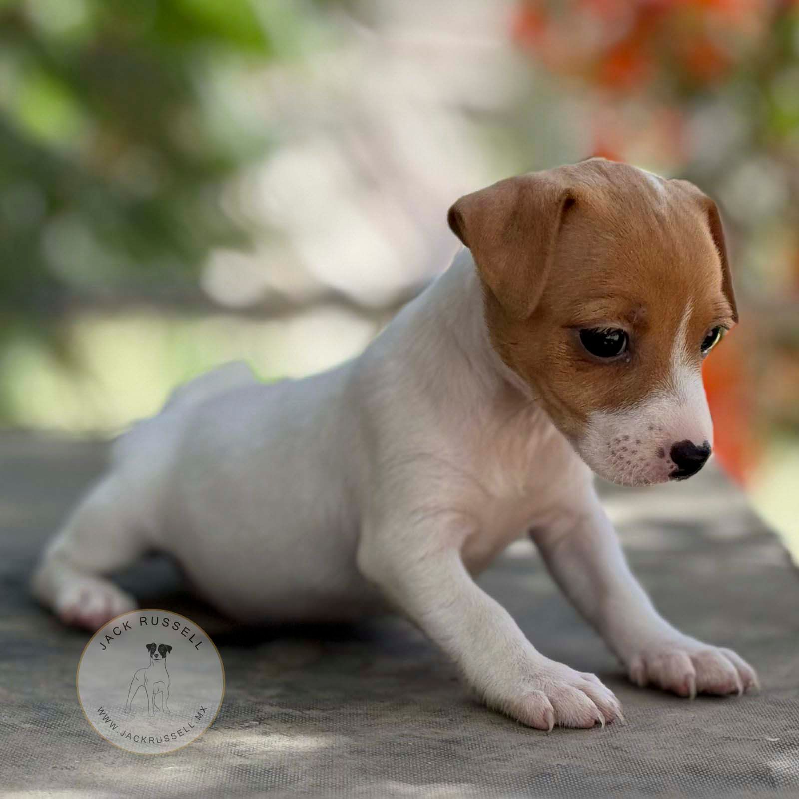 Cachorros Jack Russell En Venta Jackrussell Mx Mexico