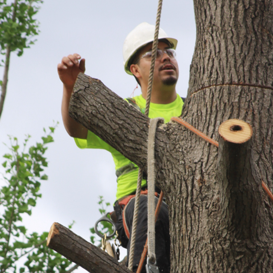Dex's Tree Service | Tree Removal | Edwardsville, IL