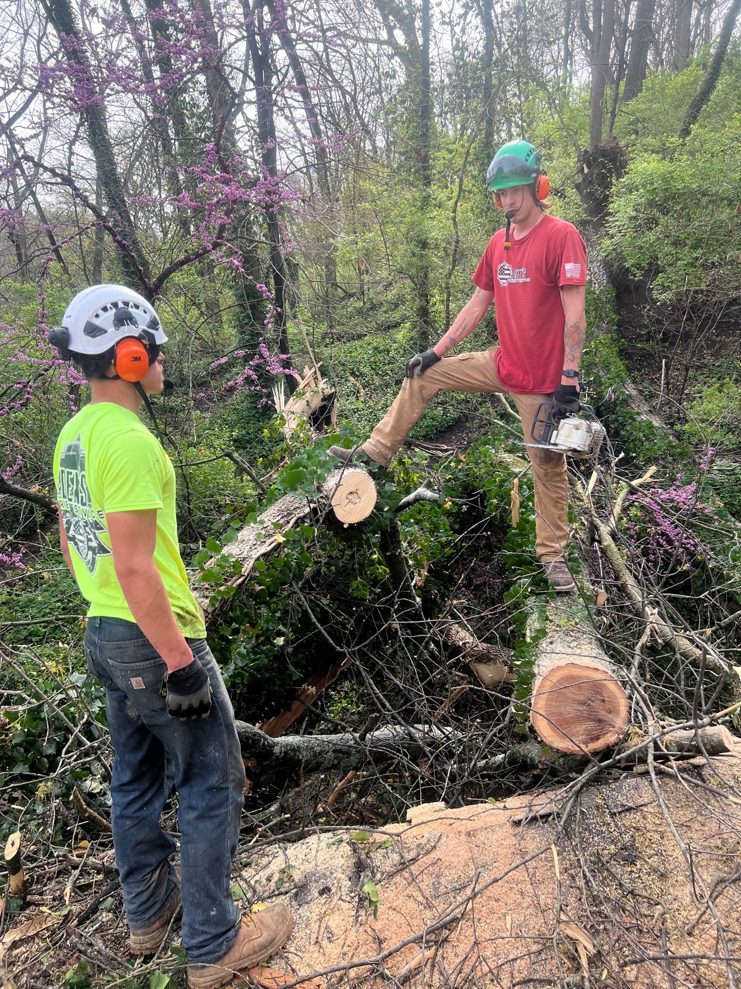 Tree Service Company | Edwardsville, IL | Dex's Tree