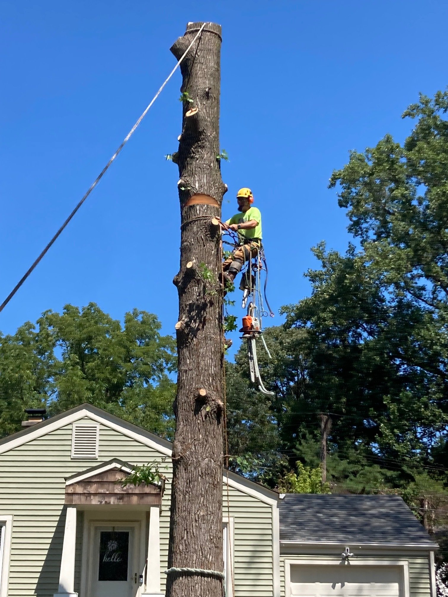 Tree Service Company | Edwardsville, IL | Dex's Tree