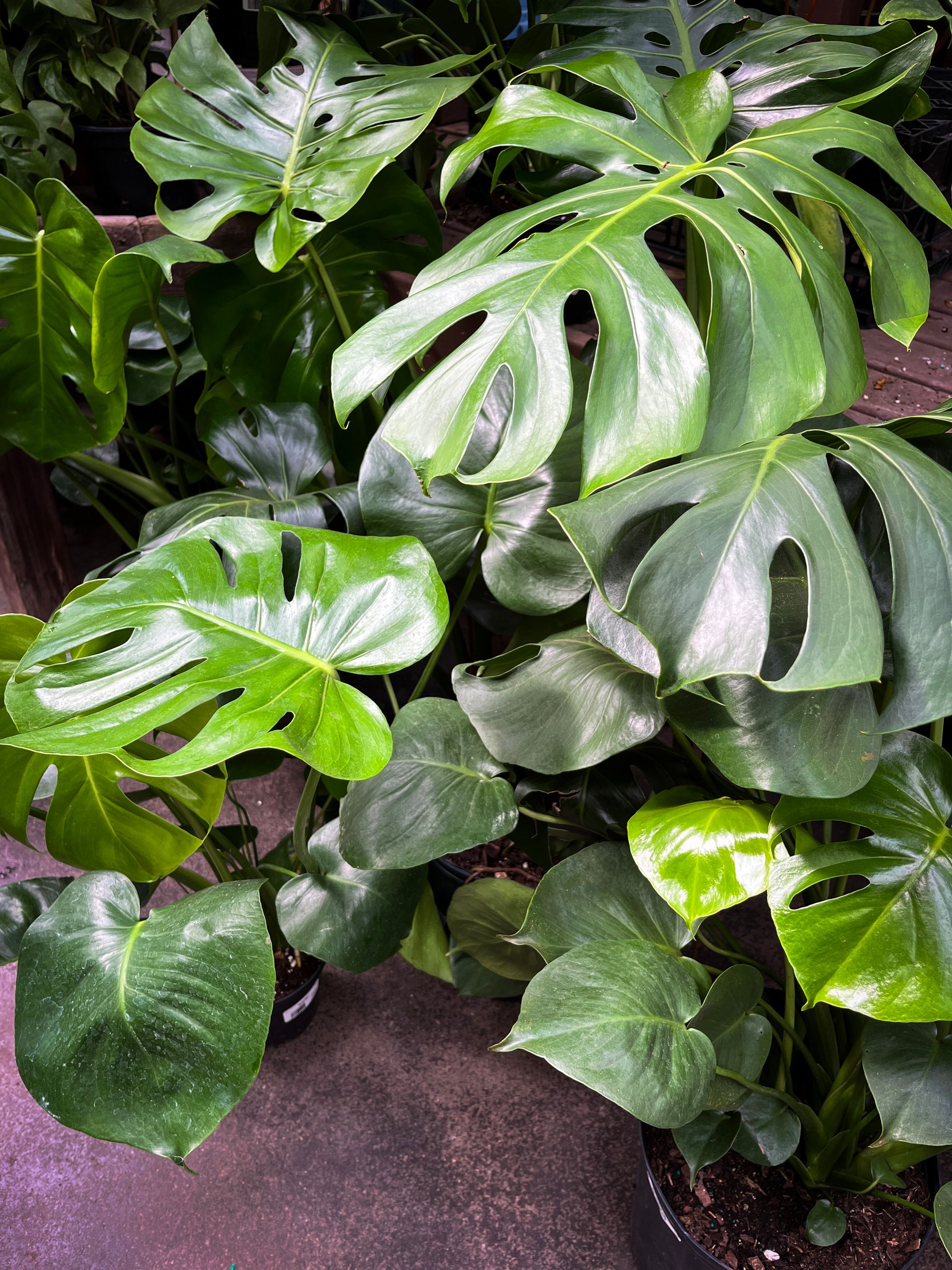 Plants | Cary & Apex, NC | Garden Center | Plant Nursery