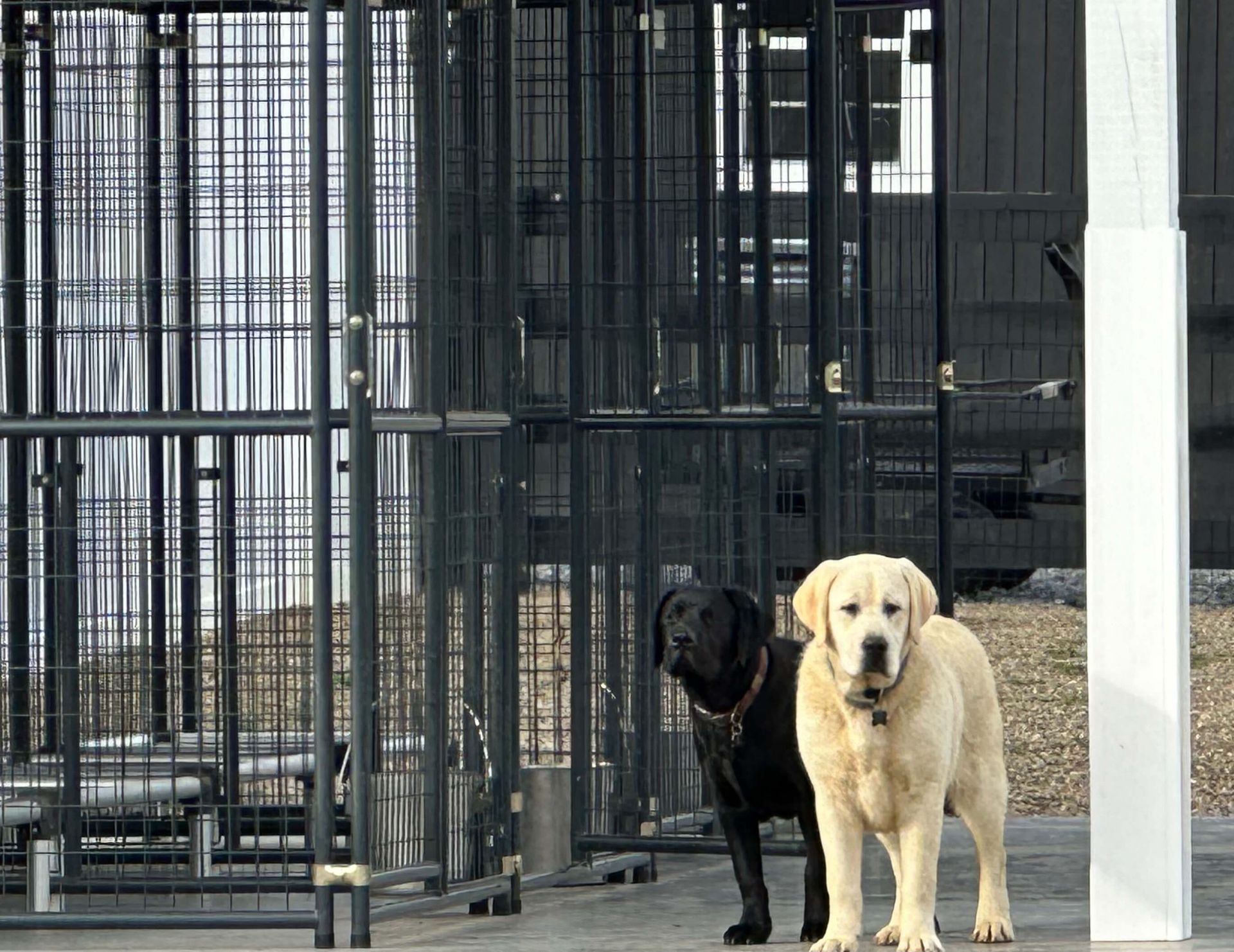 Premium English Labrador Pure Bred, AKC Certified Excellence