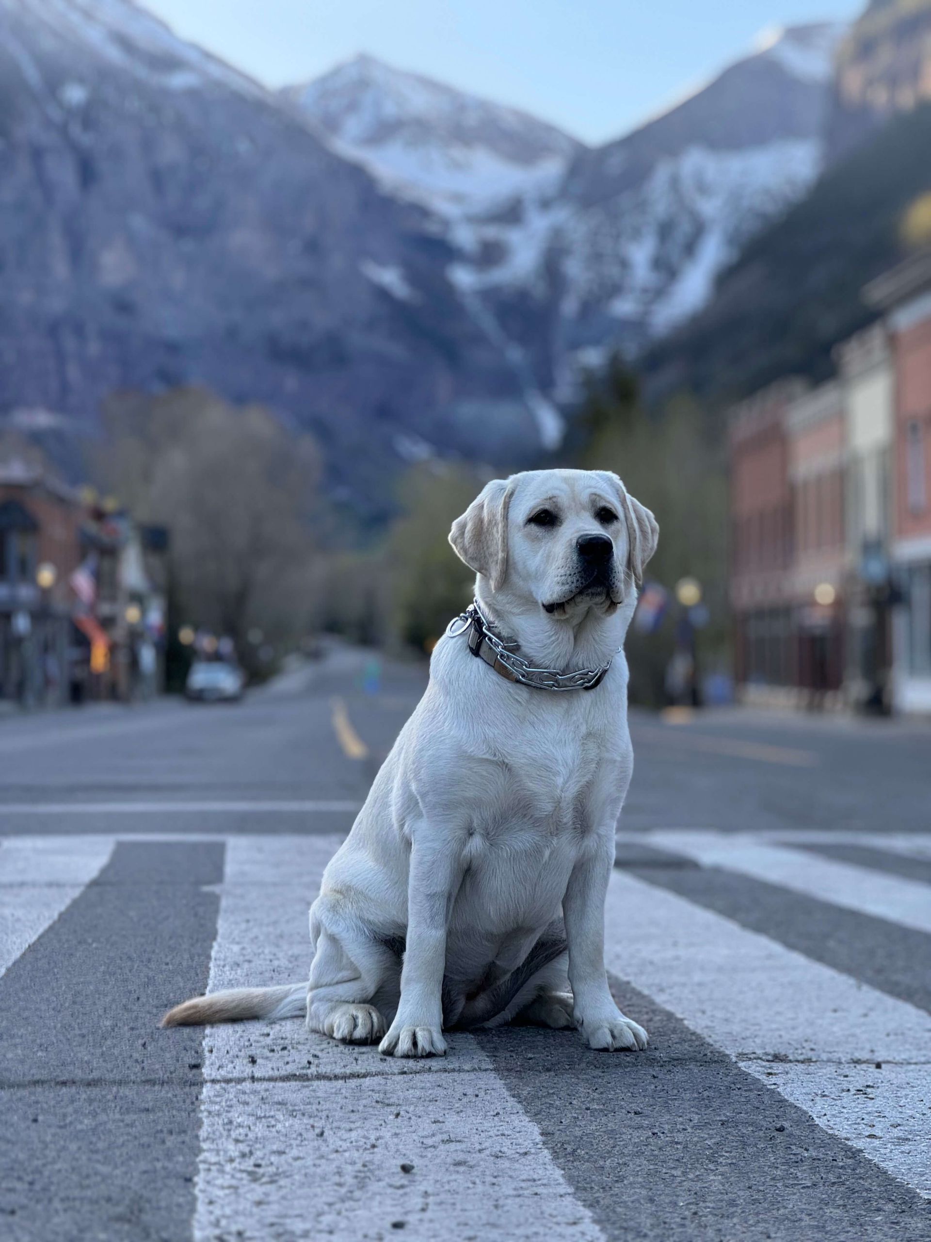Premium English Labrador Pure Bred, AKC Certified Excellence