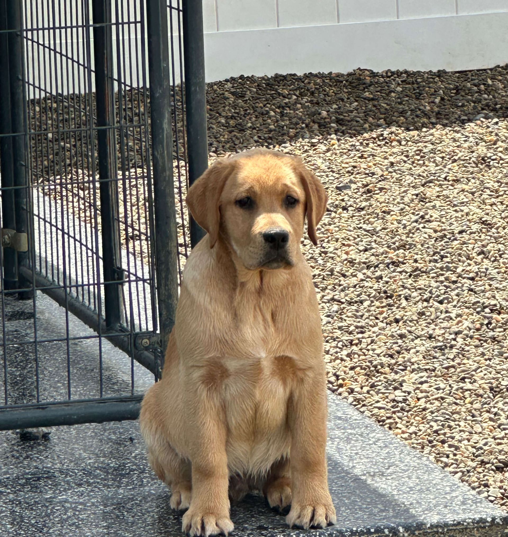 Premium English Labrador Pure Bred, AKC Certified Excellence