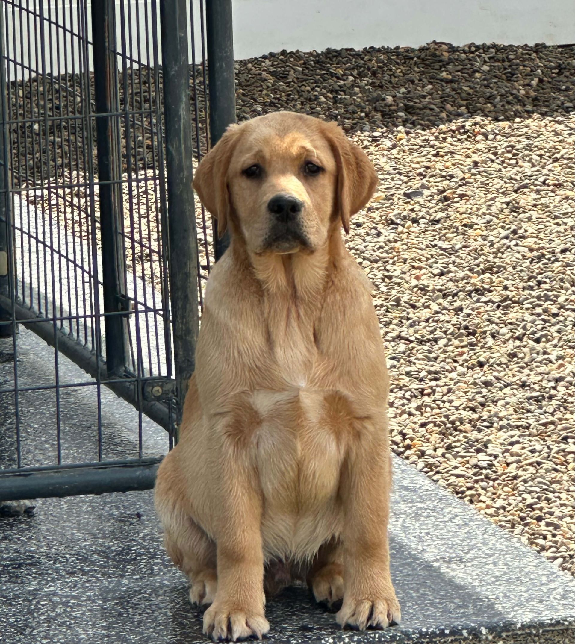 Premium English Labrador Pure Bred, AKC Certified Excellence