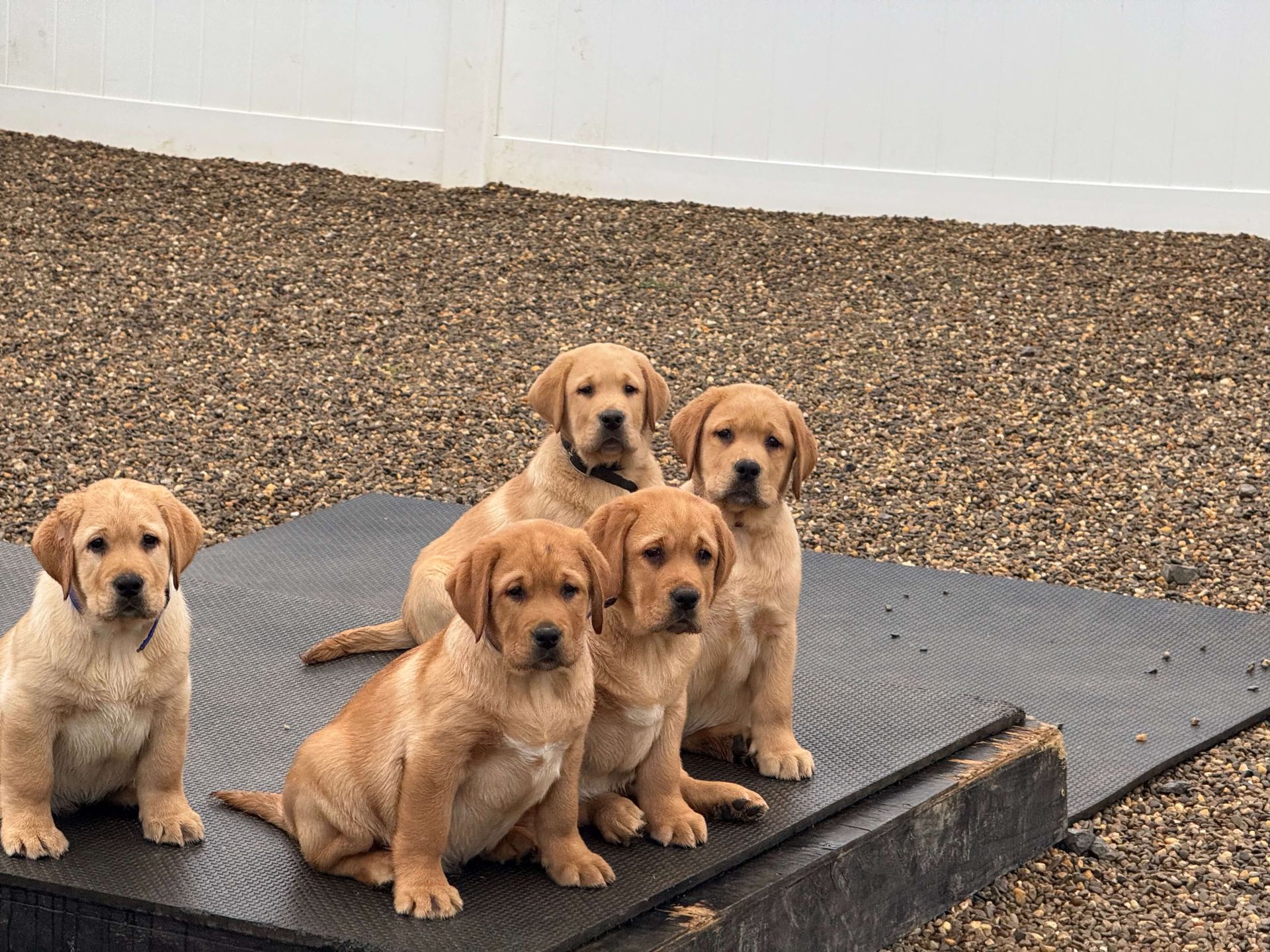 Premium English Labrador Pure Bred, AKC Certified Excellence