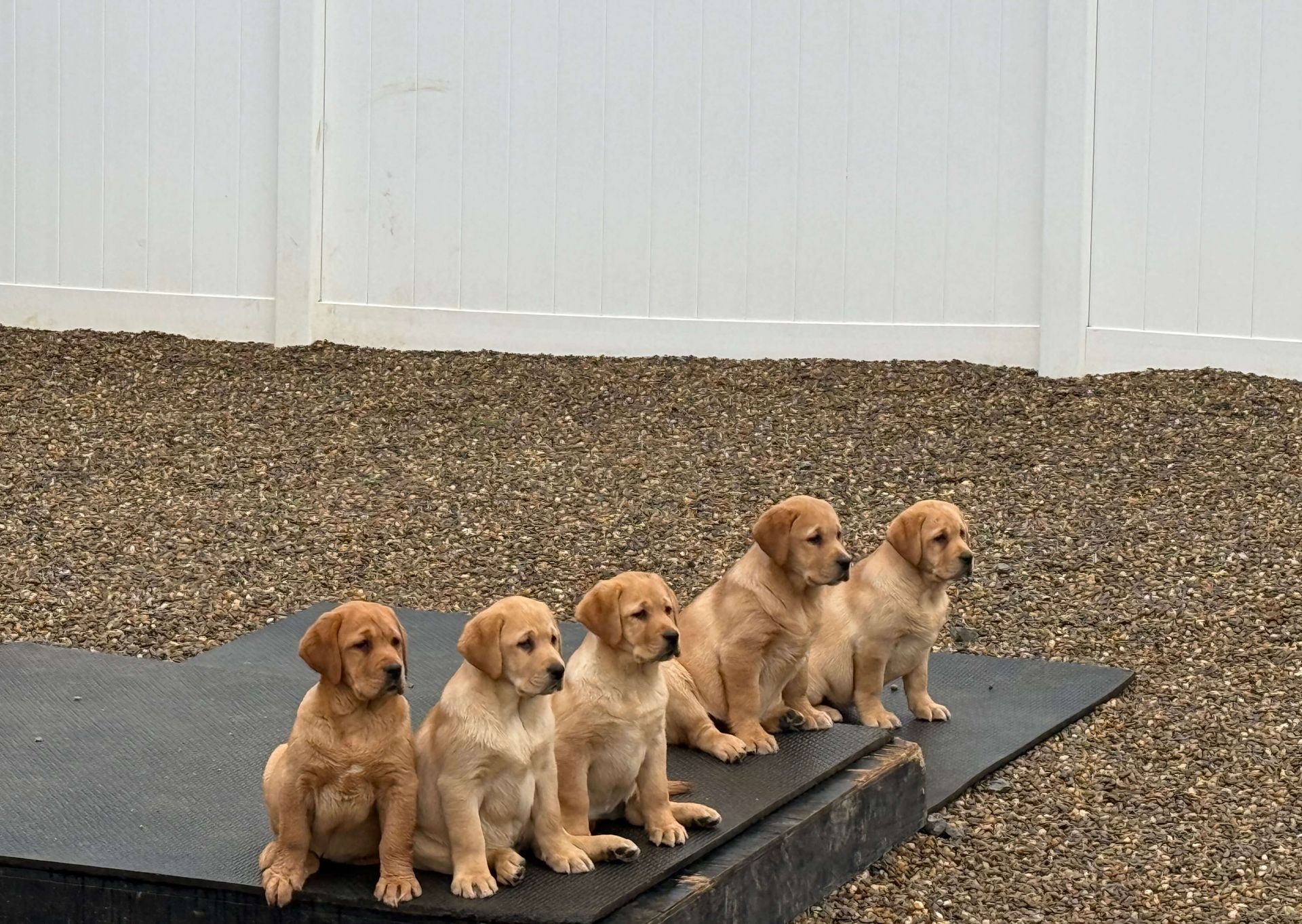 Premium English Labrador Pure Bred, AKC Certified Excellence