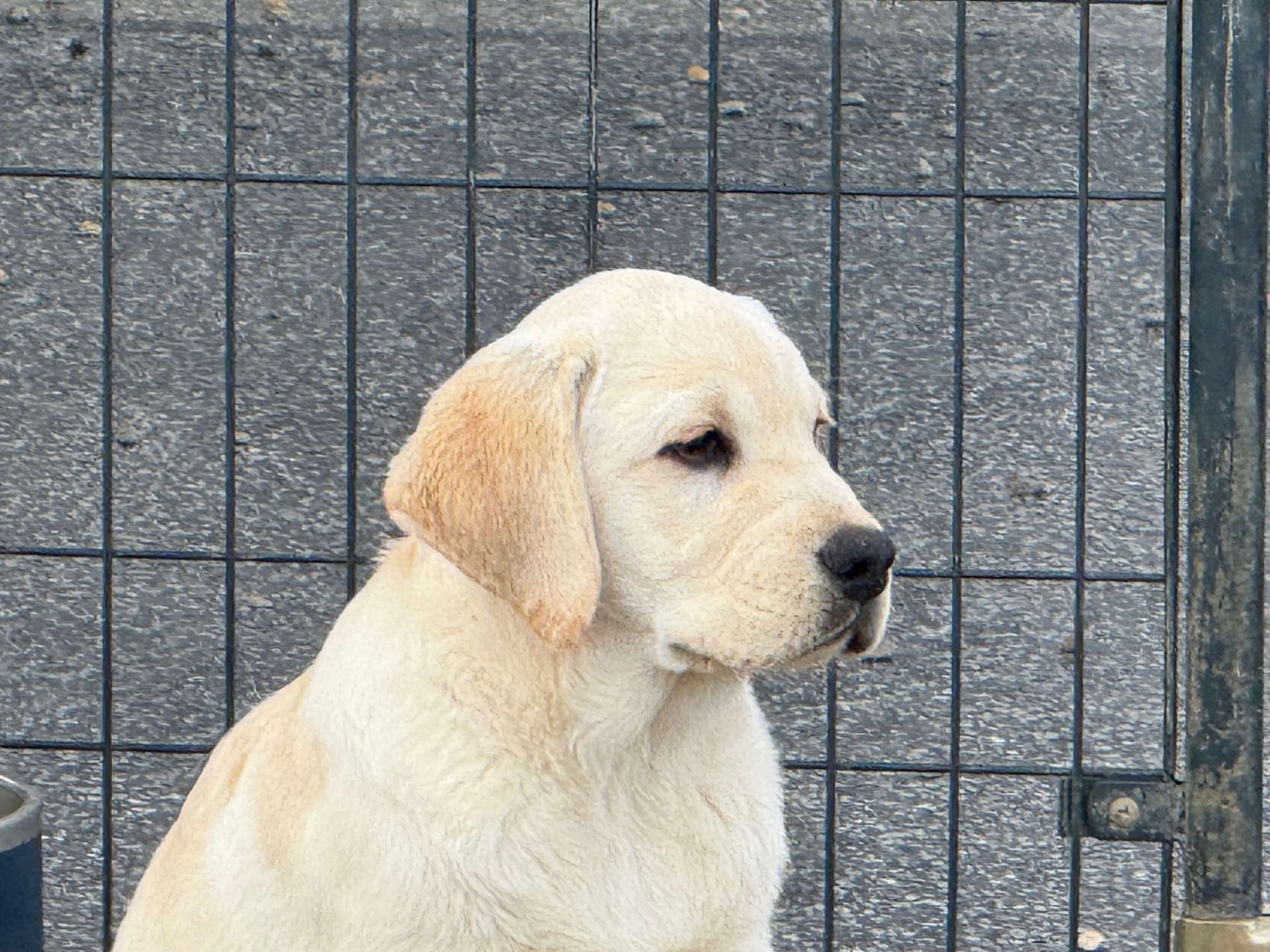 Premium English Labrador Pure Bred, AKC Certified Excellence