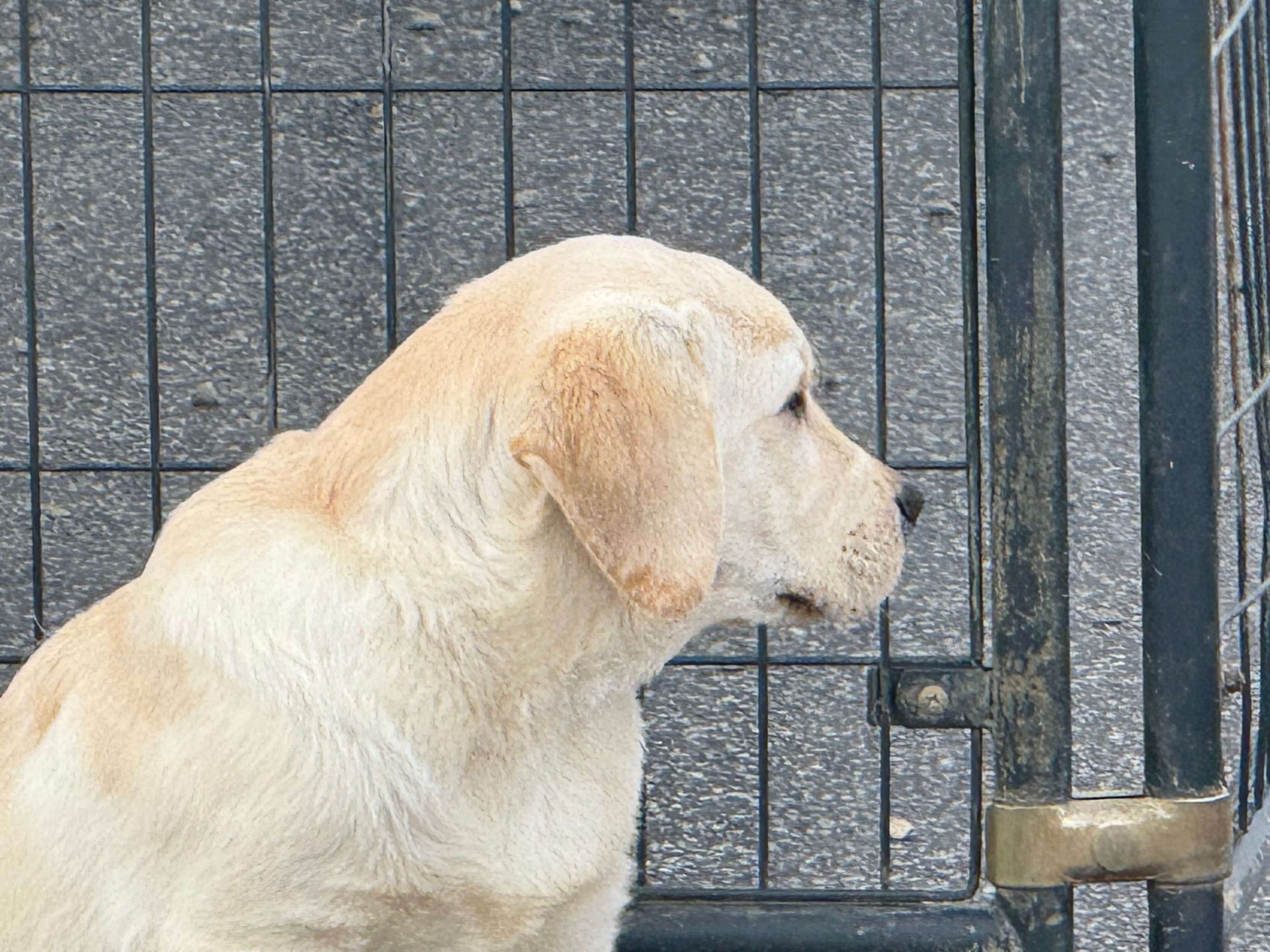 Premium English Labrador Pure Bred, AKC Certified Excellence