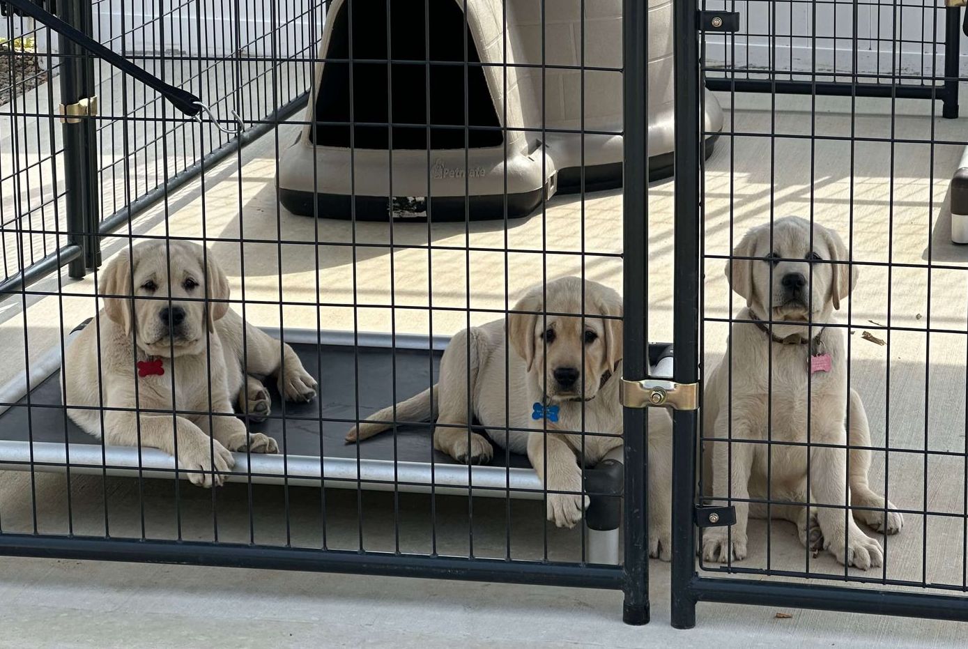 Premium English Labrador Pure Bred, AKC Certified Excellence