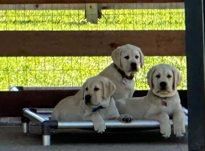 Premium English Labrador Pure Bred, AKC Certified Excellence