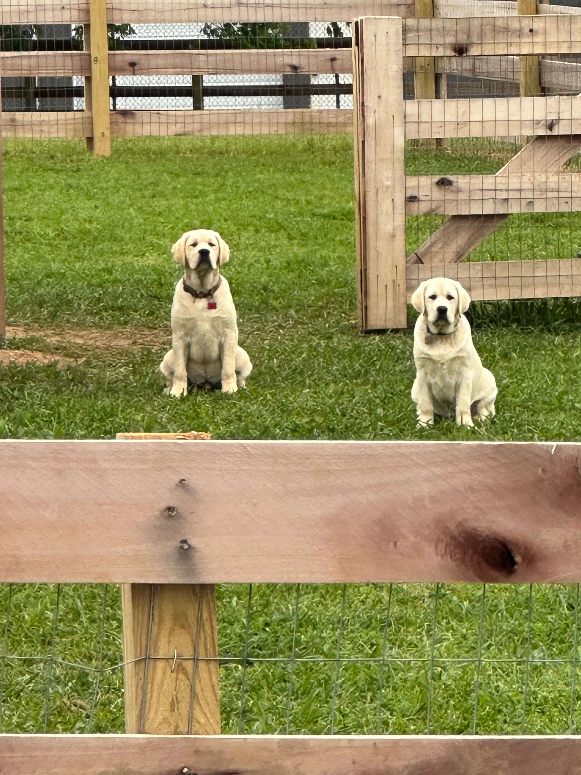 Premium English Labrador Pure Bred, AKC Certified Excellence