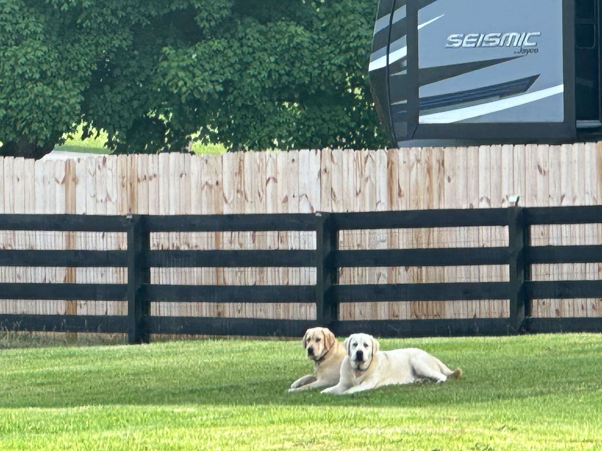 Premium English Labrador Pure Bred, AKC Certified Excellence