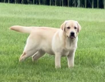 Premium English Labrador Pure Bred, AKC Certified Excellence