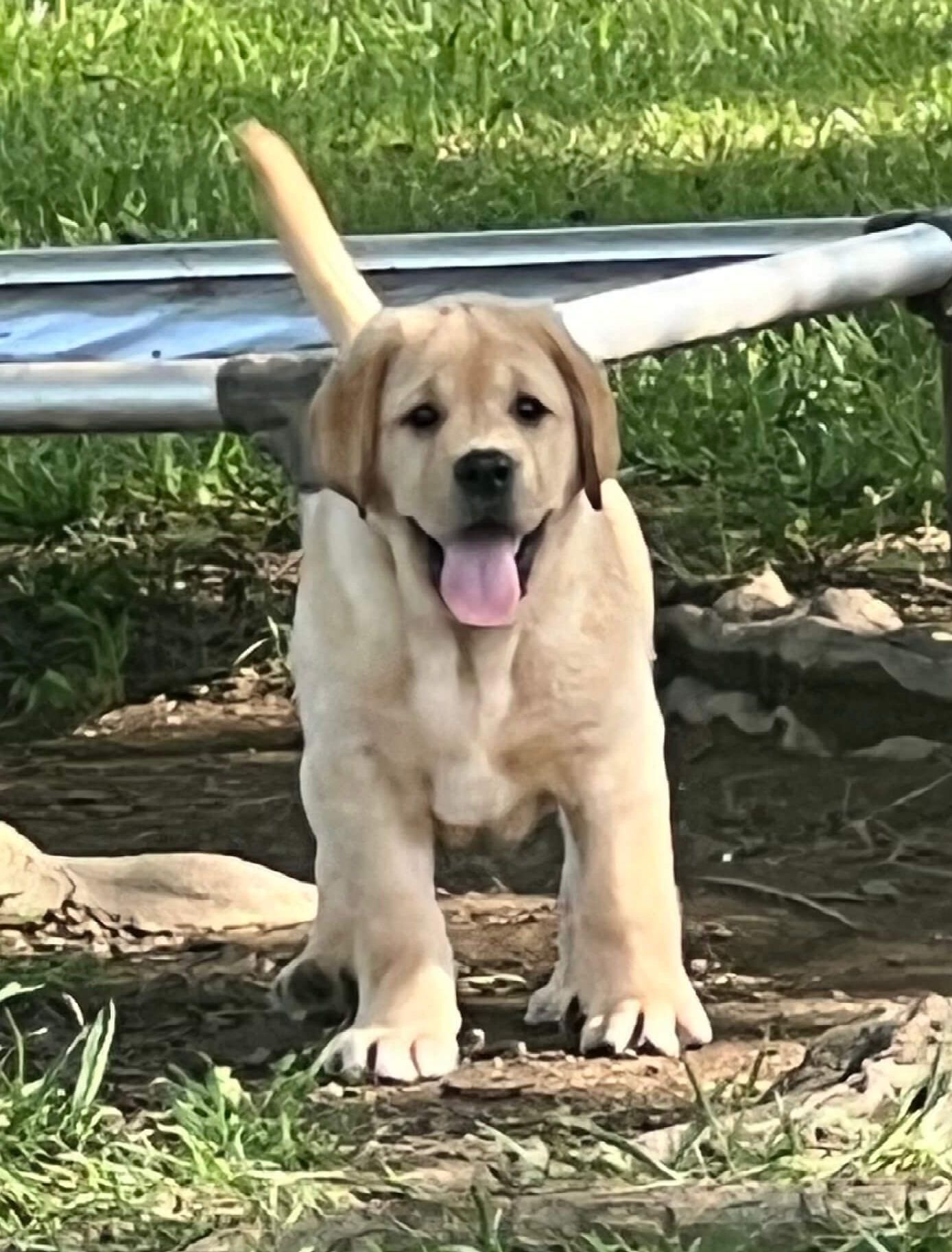 Premium English Labrador Pure Bred, AKC Certified Excellence