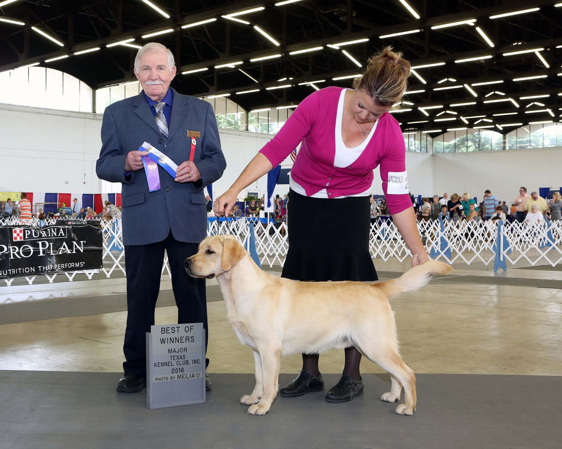 Premium English Labrador Pure Bred, AKC Certified Excellence