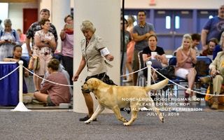 Premium English Labrador Pure Bred, AKC Certified Excellence
